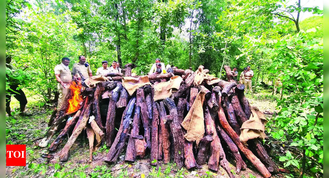 Pakistan: 3 Leopards Electrocuted In One Go In Gondia Forest, Four ...