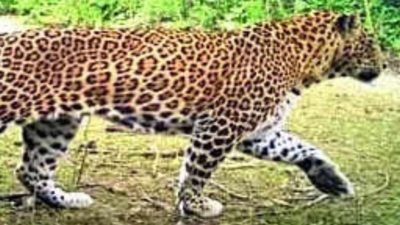 UP forest dept left red-faced as ‘captured’ leopard kills 2 | Meerut ...