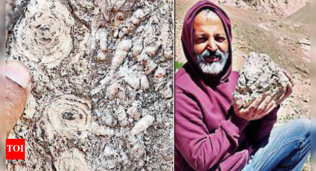 In a 1st, marine fossils unearthed in Ladakh | Shimla News - Times of India