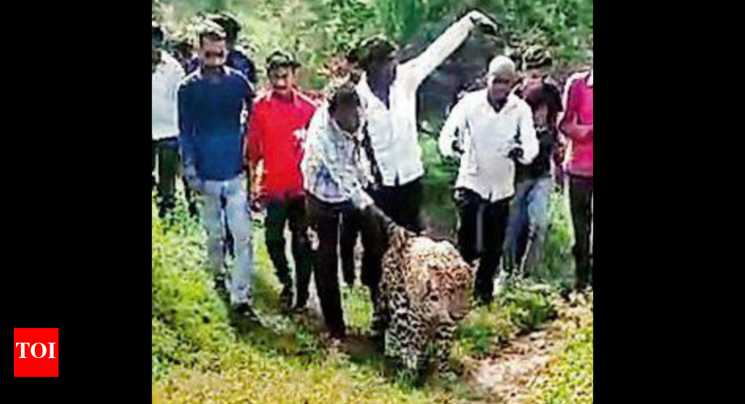 Leopard in Madhya Pradesh: Wild scenes as lost leopard wanders into ...