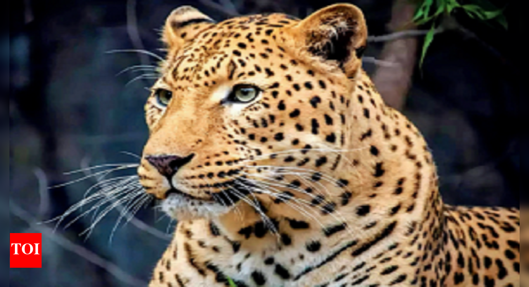 Wildlife Experts: Leopard Numbers Shoot Up, Conflict With Humans To ...