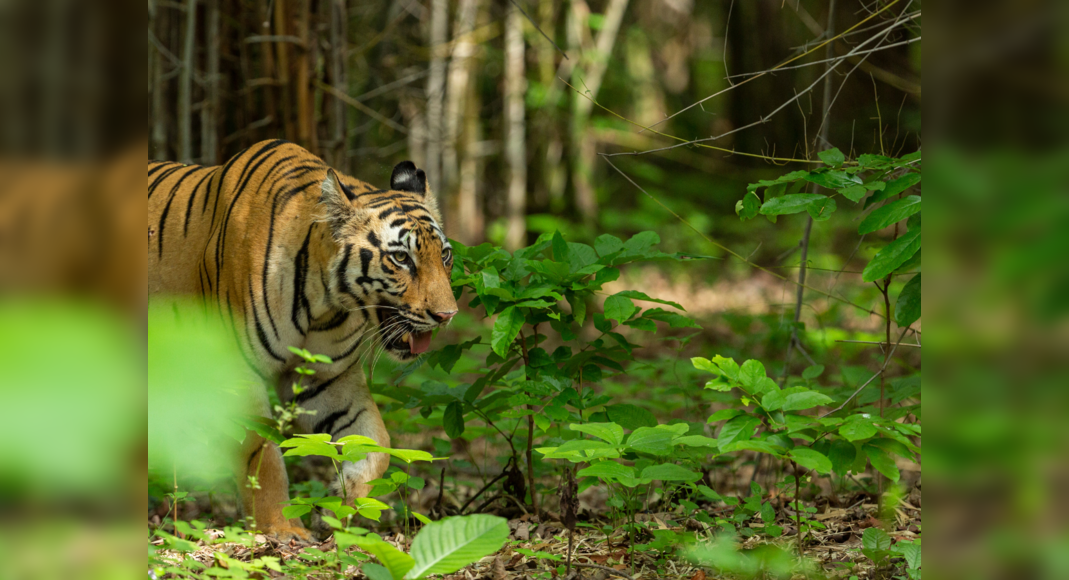 India gets its 54th tiger reserve in Rajasthan's Dholpur-Karauli ...