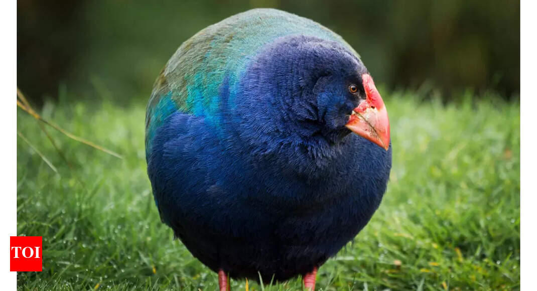 Once believed to be extinct, THIS bird has been reintroduced in New ...