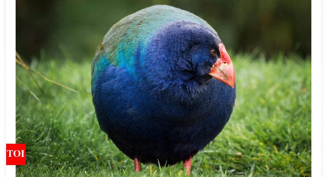 Once believed to be extinct, THIS bird has been reintroduced in New ...