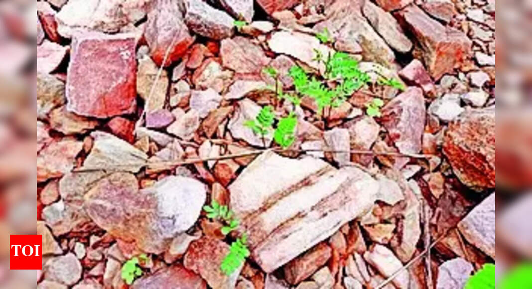 Seed Bombs: Susunia Seed Bombs Germinate, Saplings Fill Hill’s Barren ...