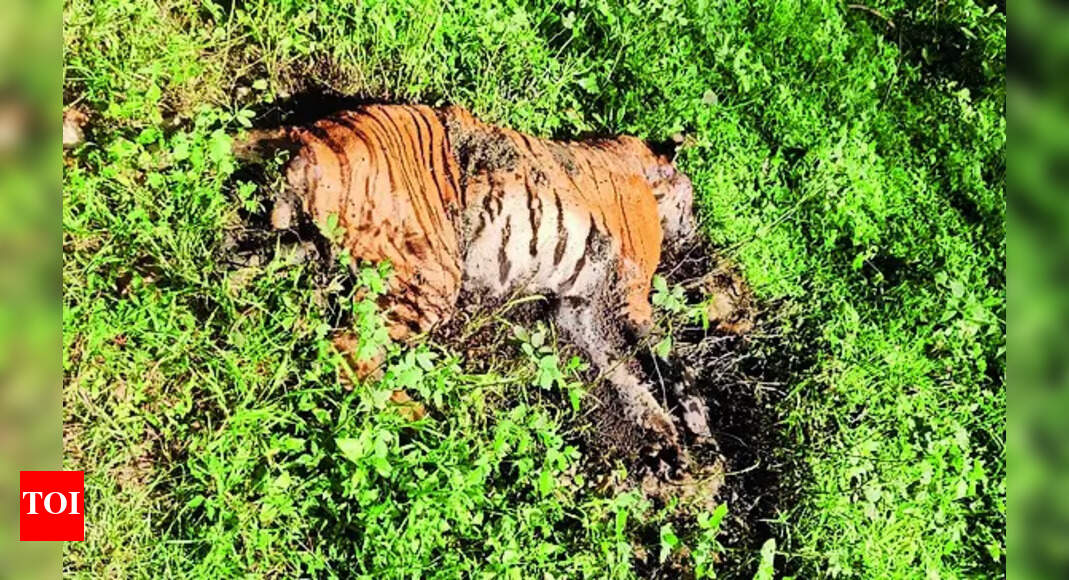 Tiger Found Dead: Tiger Found Dead At Kargudi Range In Mtr | Coimbatore ...