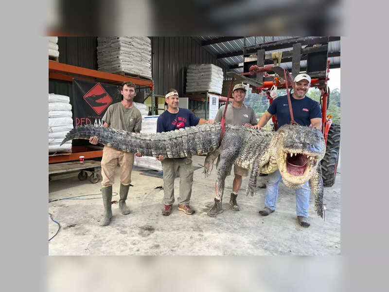 Shocking! 14 feet long alligator caught by hunters - Times of India