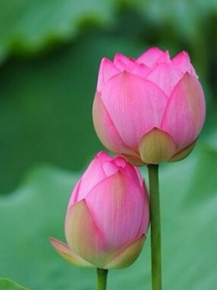 10 Sacred Flower Plants To Grow Indoor | Times Now