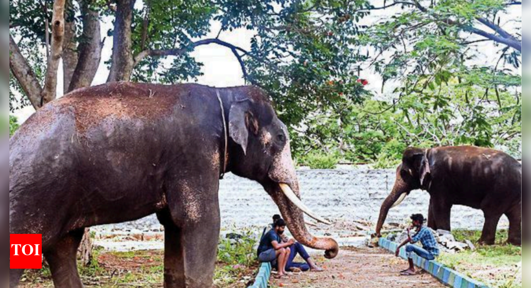 Pakistan: Kanjan Replaces Dasara Elephant Parthasarathy | Mysuru News ...