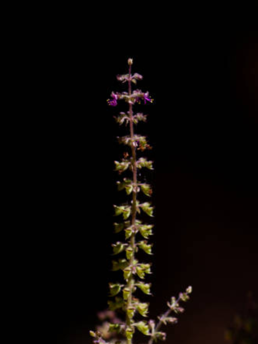 Tulsi Benefits: How to use Tulsi for maximum health benefits? | Times ...