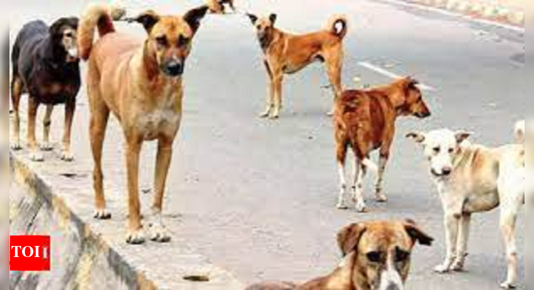 Chennai: 30 dogs found dead in garbage dump | Chennai News - Times of India