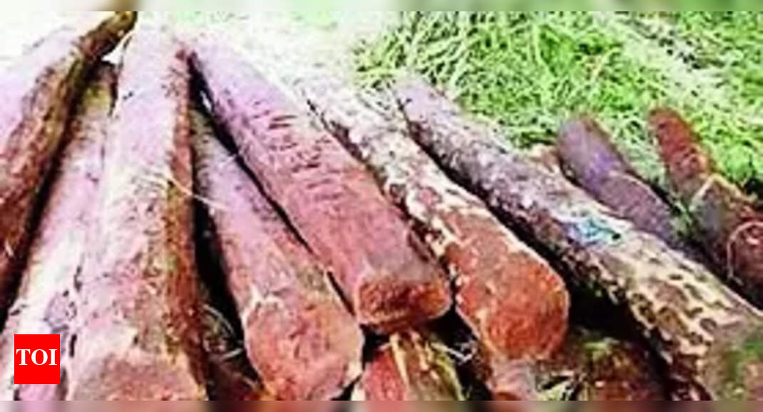 Red Sanders: Government Auctions Red Sanders For ₹28cr | Mangaluru News ...