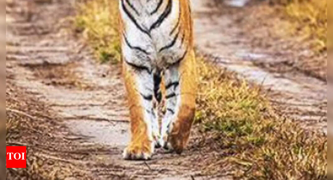 Madhya Pradesh: In 2023, State Reported One Tiger Death Every Week ...