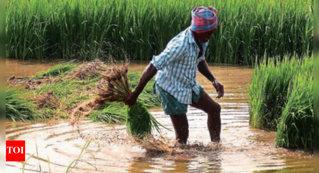 Vijayawada: Full Crop Insurance Cover For Every Farmer In State ...