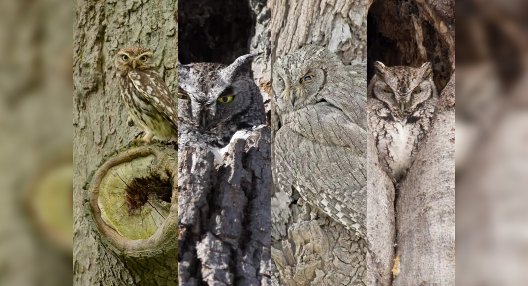 Optical illusion: How many owls can you spot in 5 seconds?, World ...