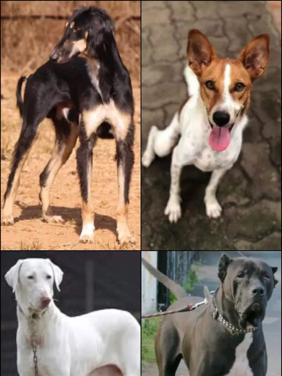 Mudhol, Rajapalayam, And Other Lesser Known Indian Dog Breeds | Times Now