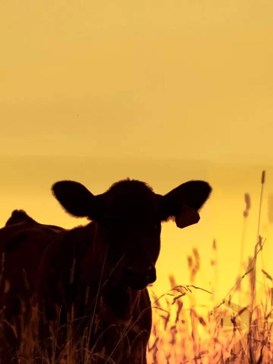 Optical Illusion: Guess Which Way The Cow Is Looking In 5 Seconds ...