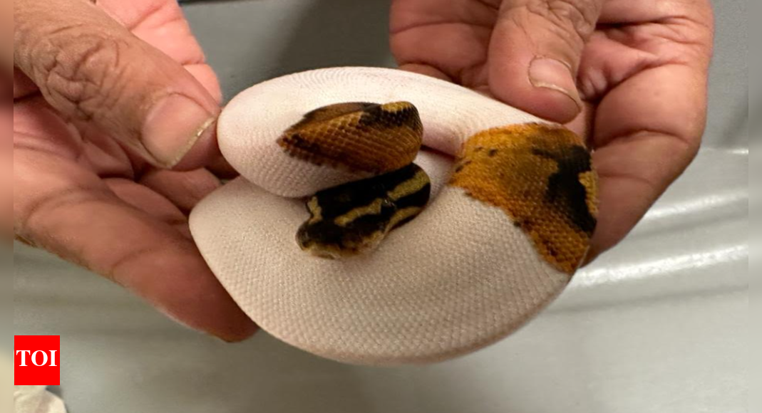 11 pythons seized from passenger at Chennai airport | Chennai News ...