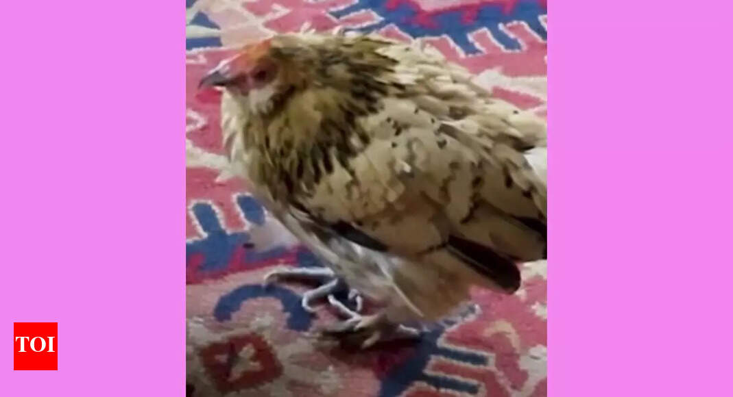 Meet Peanut, the world's oldest living chicken as per the Guinness ...