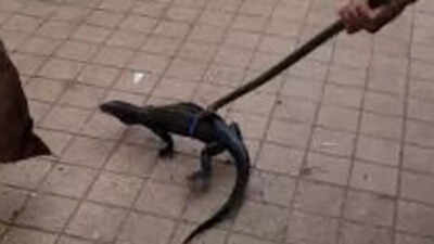 Monitor lizard strays in Thane's Wagle estate, sparks panic | Thane ...