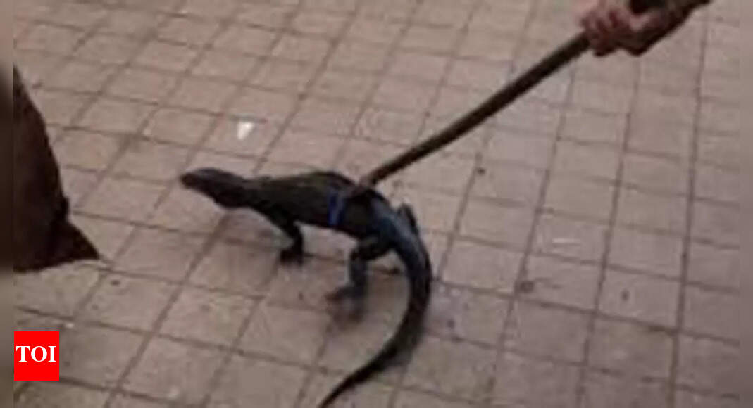 Monitor lizard strays in Thane's Wagle estate, sparks panic | Thane ...