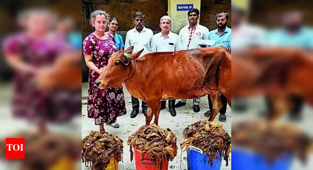 Surgery: 72kg Plastic Removed From Cow’s Stomach | Chennai News - The ...