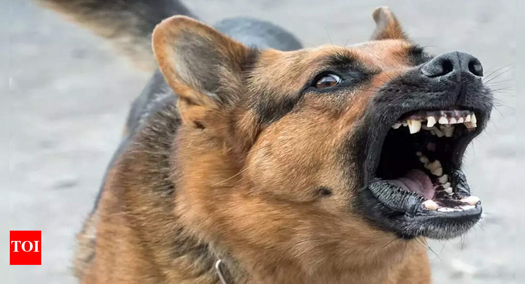 Bitten by stray dog? VMC not responsible | Vadodara News - Times of India