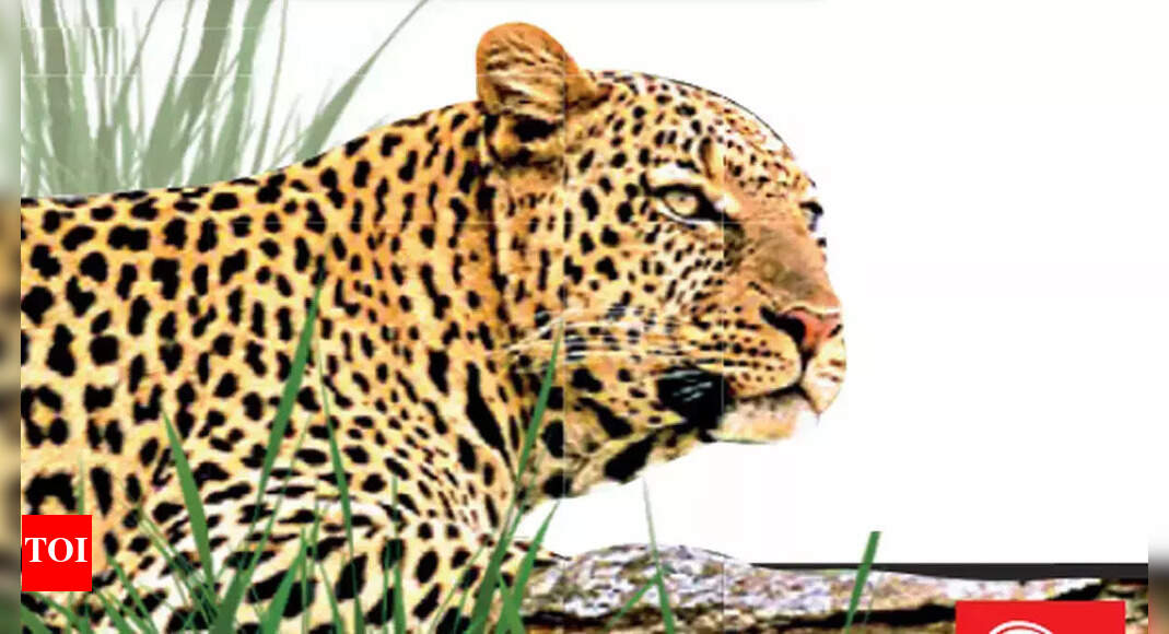 Leopard: Leopard Kills 5-year-old In Pauri Garhwal | Dehradun News ...