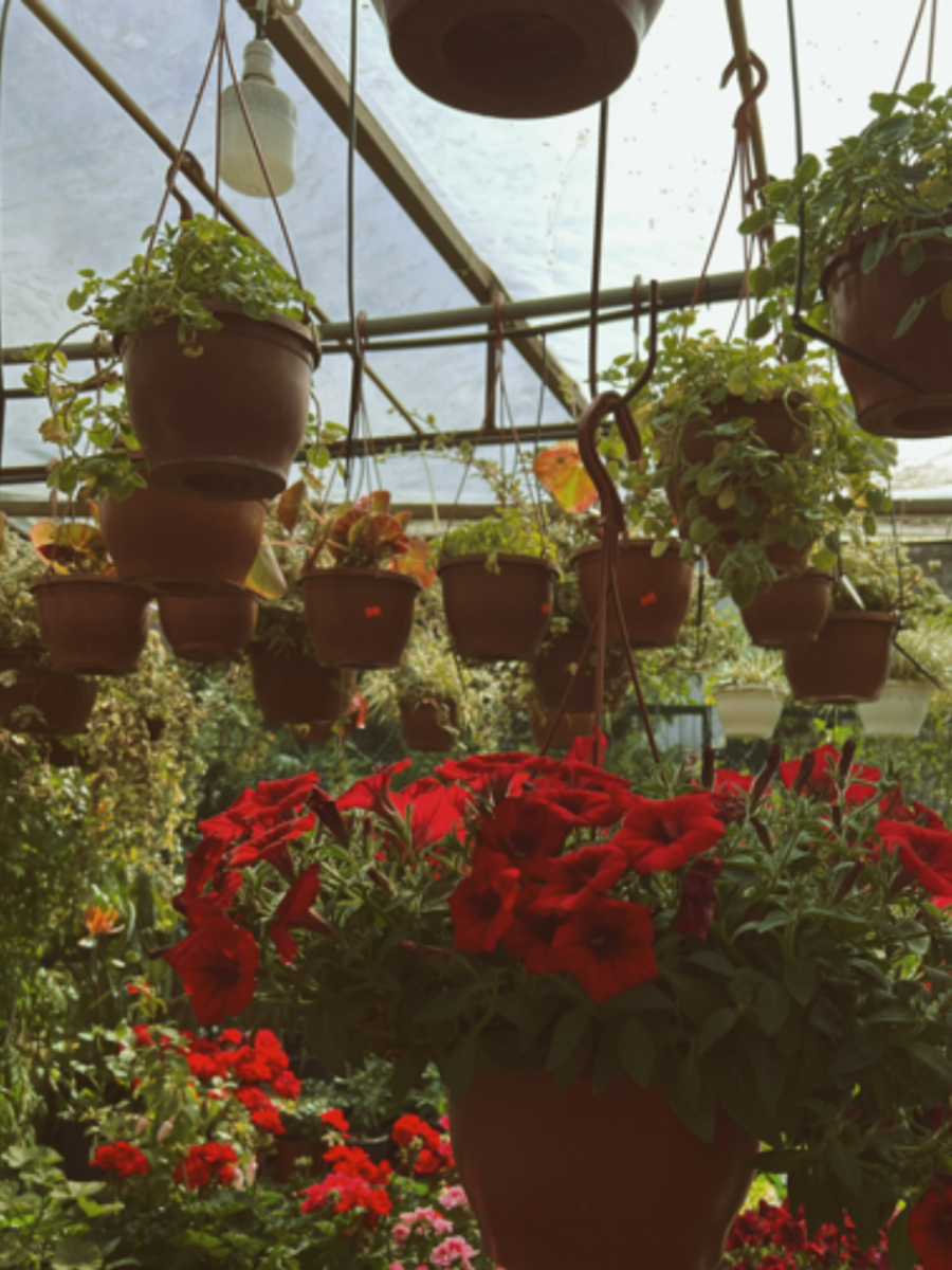 9 All Season Flowering Plants To Grow In Your Garden | Times Now