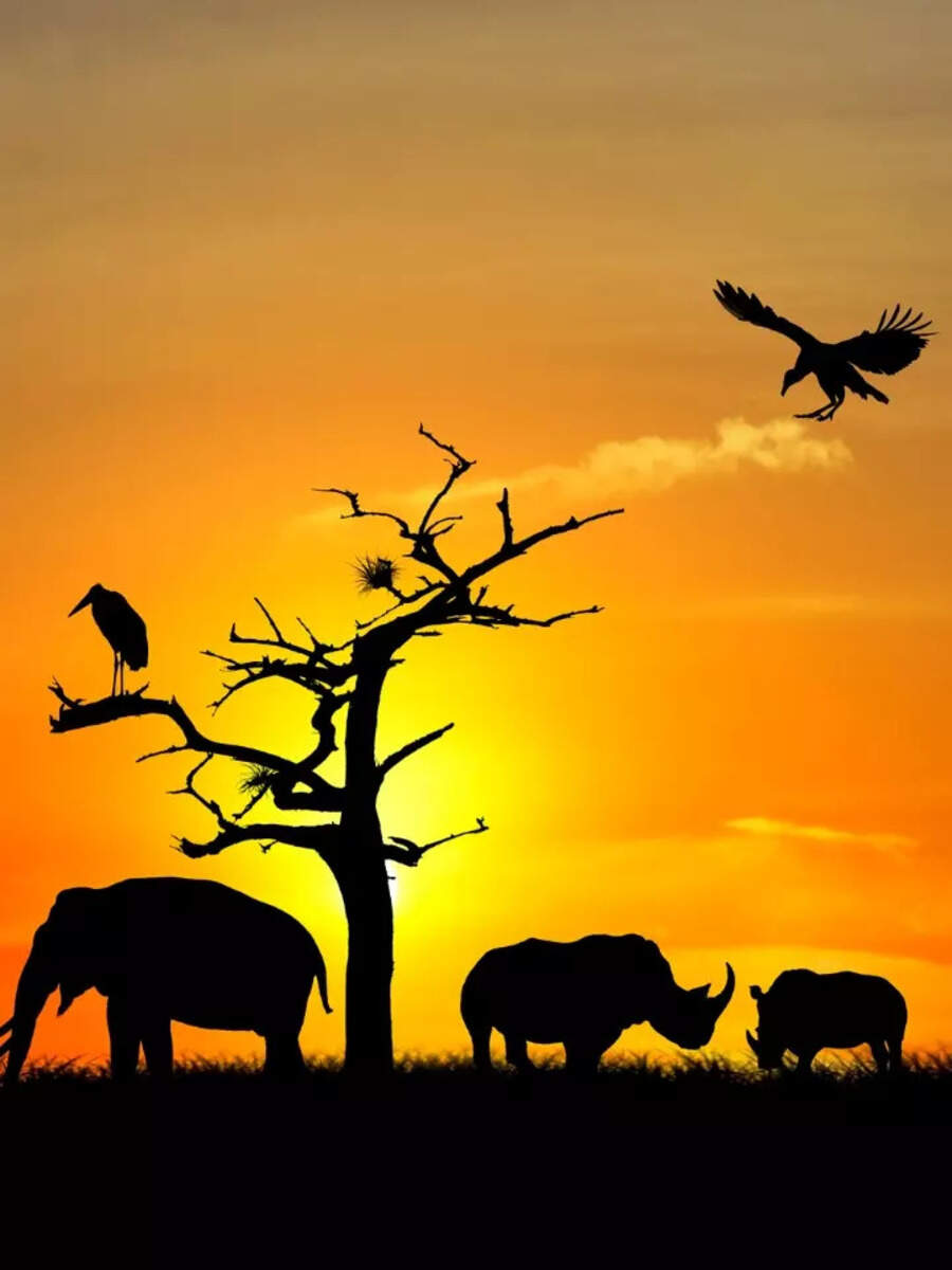 Optical Illusion: First Animal You Spot Reveals Your True Personality ...