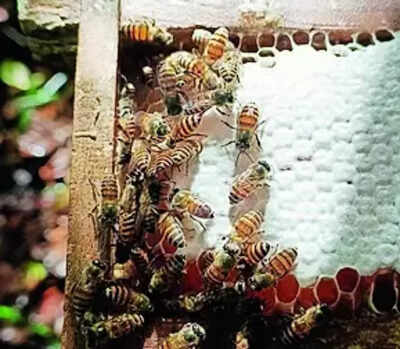 Village: Patgaon Of Maha In Best Rural Tourism Village Competition ...