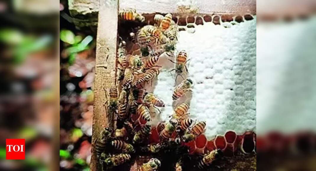 Village: Patgaon Of Maha In Best Rural Tourism Village Competition ...