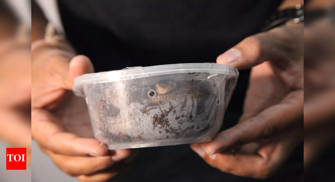 Bangalore Airport: Over 70 snakes, 6 monkeys that are being smuggled ...