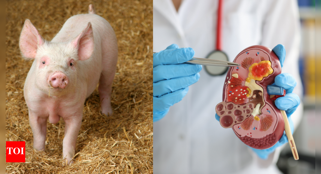 Scientists grow human-like kidneys in pigs - Times of India