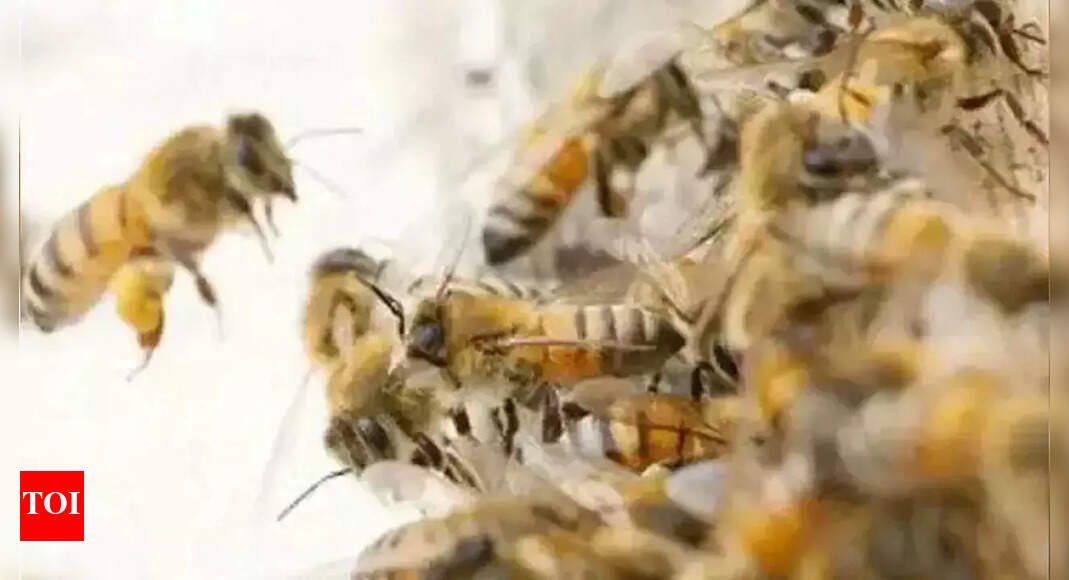 Meerut: One pilgrim dead, dozen injured in bee attack | Meerut News ...