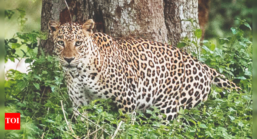 14-year-old dies in leopard attack near Dudhwa forest | Bareilly News ...