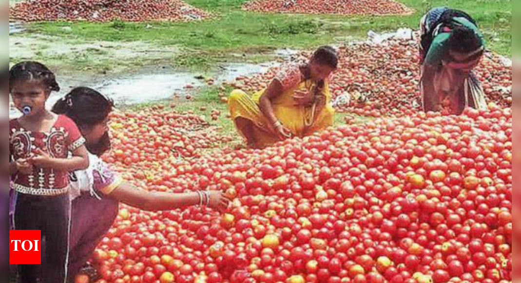 Tomato dreams squashed, crop dumped on roads as price drops to Rs 3/kg ...
