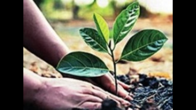 Cycle walk project: DDA to plant 4,000 trees soon | Delhi News - Times ...