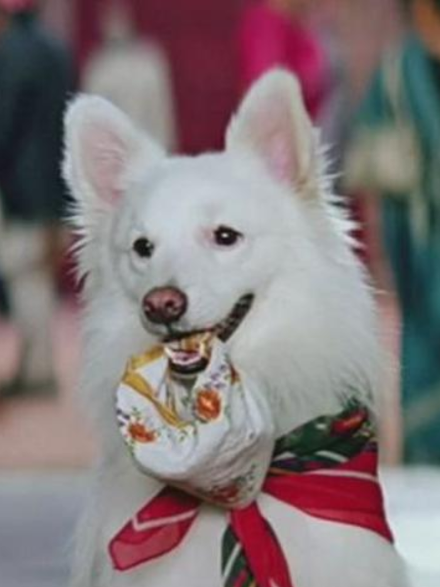 Top 10 Popular Indian Dog Breeds to Adopt as Pets | Times Now