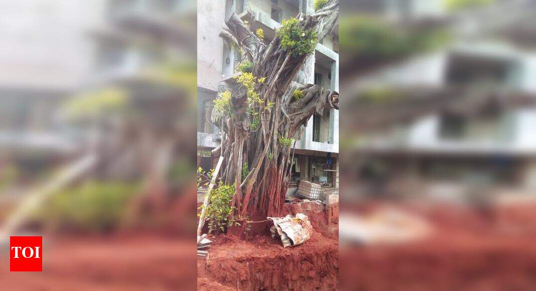200-year banyan tree ‘felled’ by builder now sprouts leaves | Goa News ...