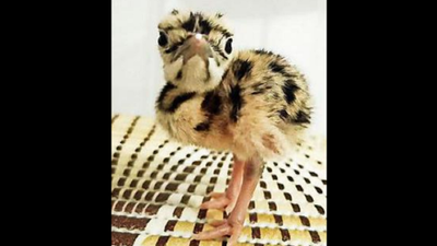 Lesser Florican: Lesser Florican breeding a success | Jaipur News ...