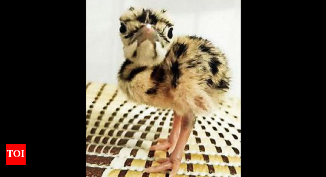 Lesser Florican: Lesser Florican breeding a success | Jaipur News ...