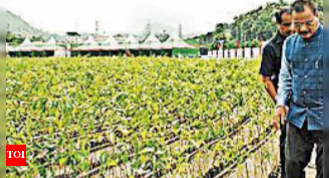 Assam eyes Guinness with 22.5-km seedlings spiral today | Guwahati News ...