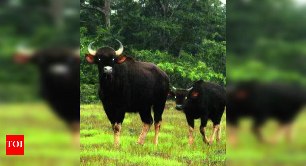 Waterhole: Van Vihar To Get 3800 Sq Ft Bison Enclosure With Waterhole ...