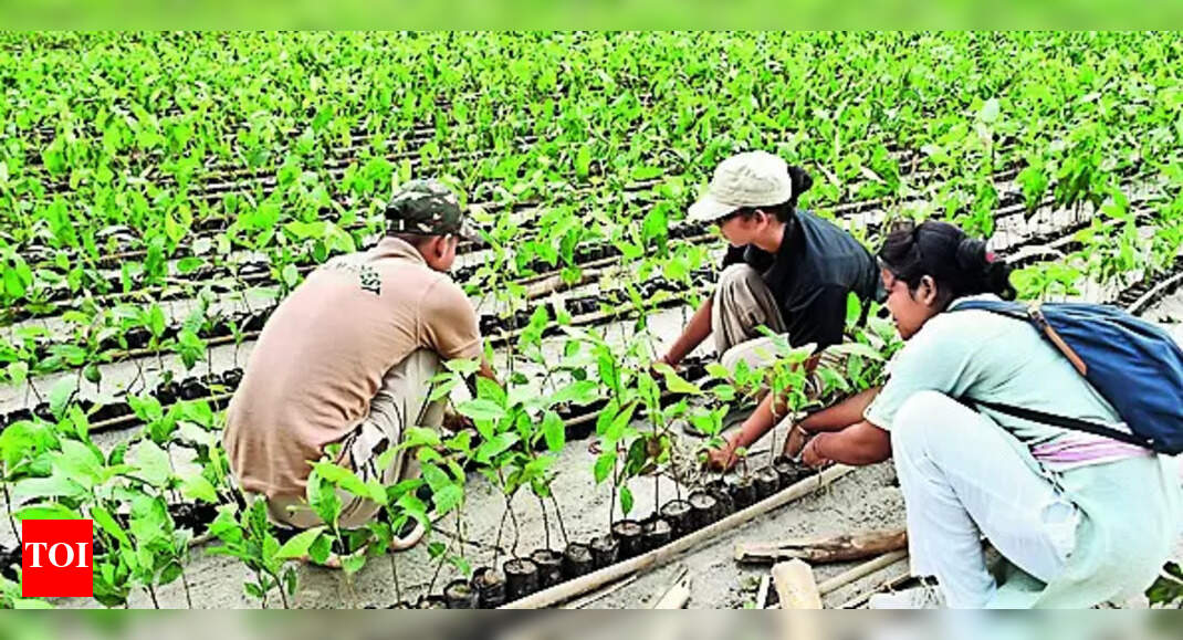 Plantation Drive: Cm Distributes 3.2l Saplings With Eye On World ...