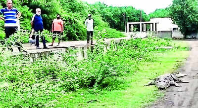 Morning Walkers: 12-foot-long Crocodile Greets Morning Walkers On Vip ...