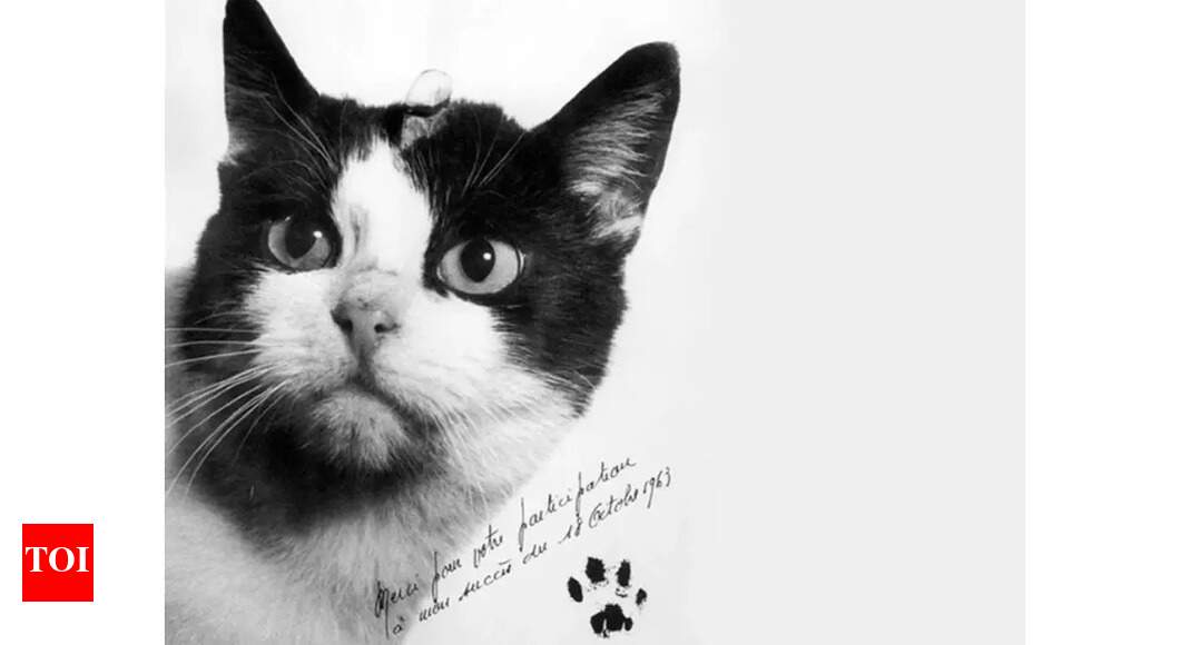 Meet Felicette, the first and only cat sent to space - Times of India
