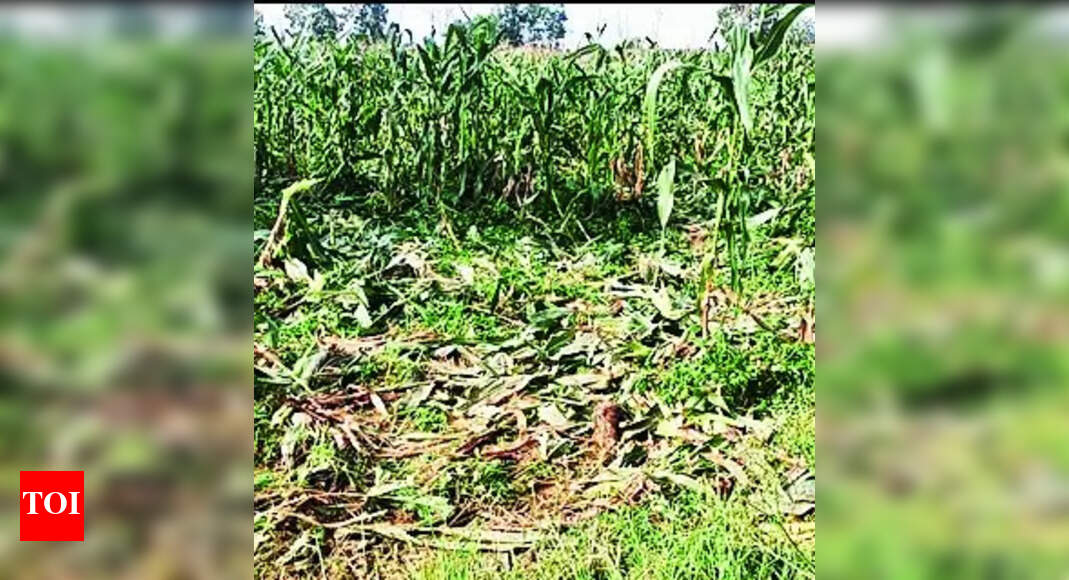 Elephant Menace: Herd Of 15 Wild Elephants Chased Back Into Forest From ...