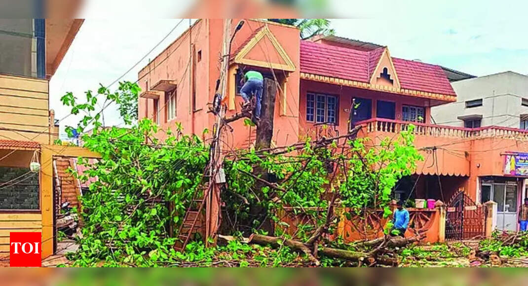 Tree Branches: Dangling Tree Branches Pose A Danger To Residents ...