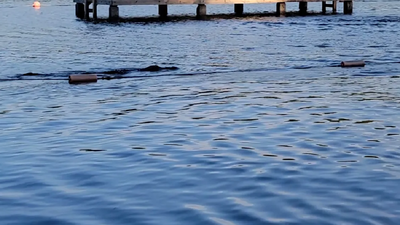Texas: WATCH: Texas Girl Scouts have heart-pounding encounter giant ...